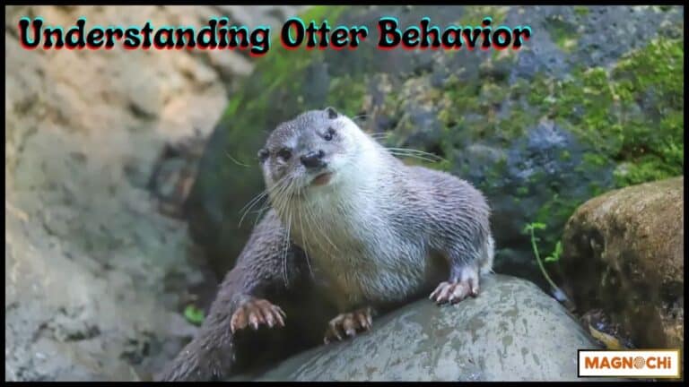 Do Otters Attack Humans? The Untold Truth About Otters!